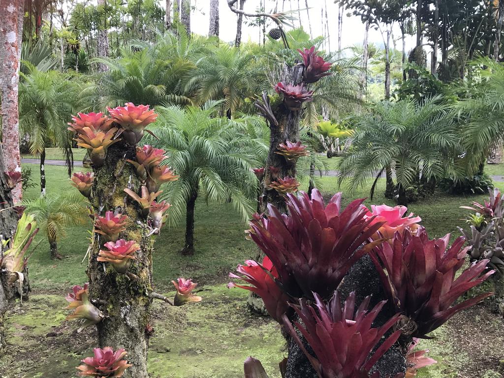 Martinique – Avril 2018 – Partie 1 – Tricote-moi un voyage